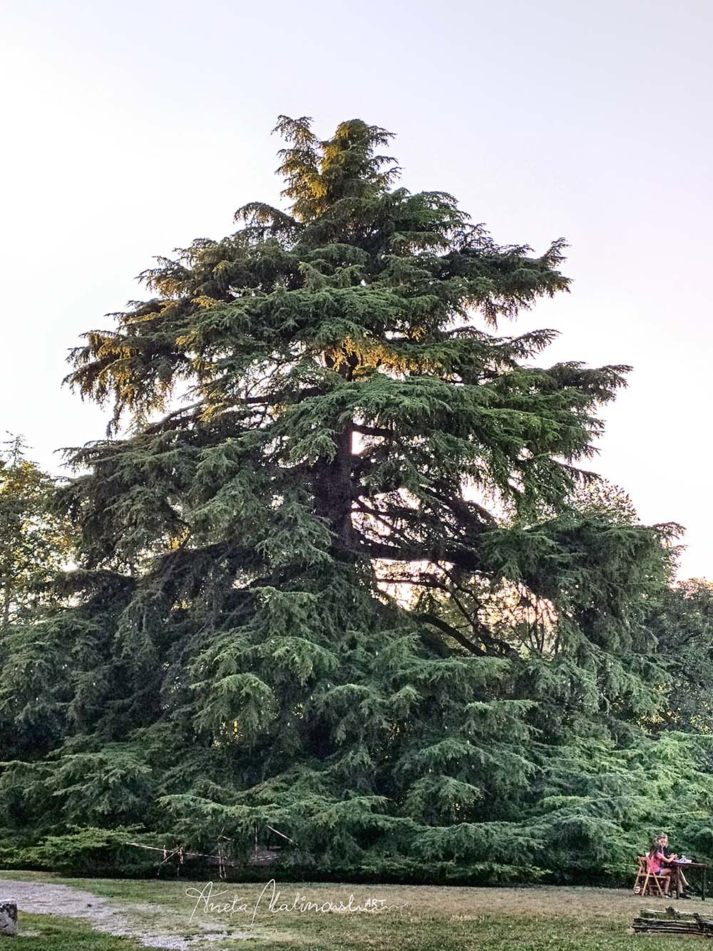 Albero monumentale -cedro il guerriero di parco di villa GHIGI – arte4you